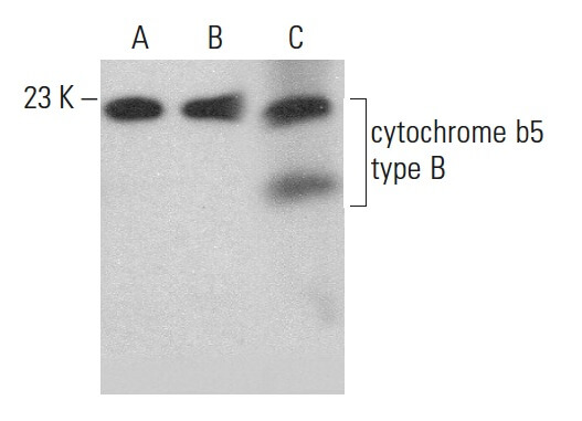 Anti-cytochrome b5 type B Antibody (F-5) | SCBT - Santa Cruz Biotechnology