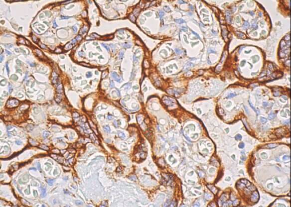 Anti-cytochrome c Antibody (7H8) | SCBT - Santa Cruz Biotechnology