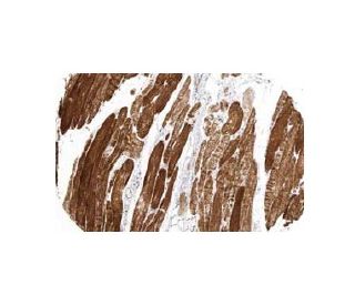 cytochrome c Antibody (A-8) - Immunohistochemistry - Image 13362