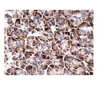 cytochrome c Antibody (A-8) - Immunohistochemistry - Image 156328