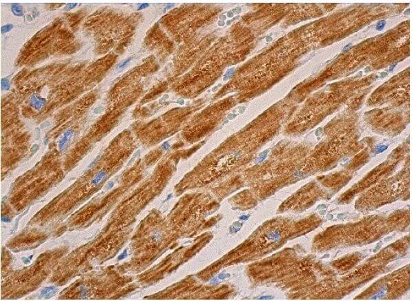 Anti-cytochrome c Antibody (A-8) | SCBT - Santa Cruz Biotechnology