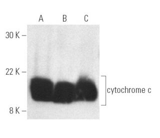 cytochrome c Antibody (A-8) - Western Blotting - Image 330