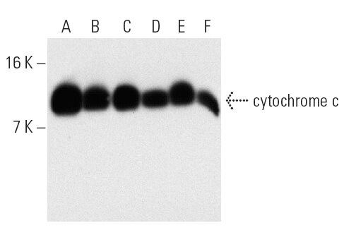 Anti-cytochrome c Antibody (A-8) | SCBT - Santa Cruz Biotechnology