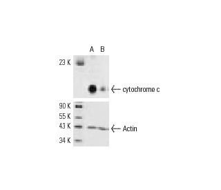 cytochrome c Antibody (A-8) - Western Blotting - Image 10022