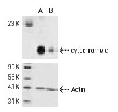 Anti-cytochrome c Antibody (A-8) | SCBT - Santa Cruz Biotechnology