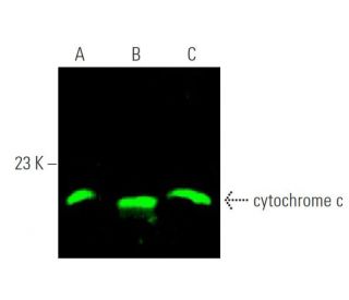 cytochrome c Antibody (A-8) - Western Blotting - Image 371784