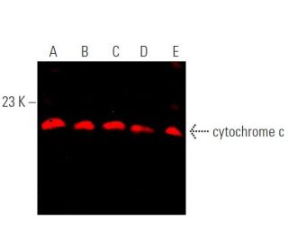 cytochrome c Antibody (A-8) - Western Blotting - Image 371785