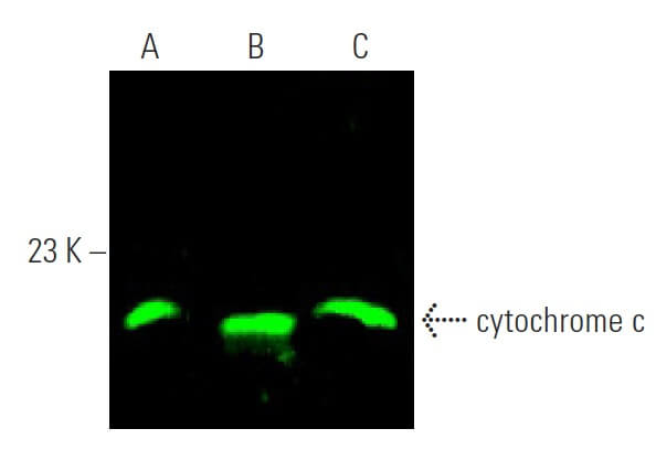 Anti-cytochrome c Antibody (A-8) | SCBT - Santa Cruz Biotechnology