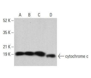 cytochrome c Antibody (A-8) - Western Blotting - Image 376363
