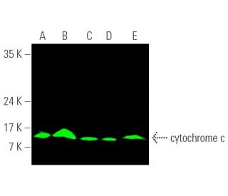 cytochrome c Antibody (A-8) - Western Blotting - Image 390281