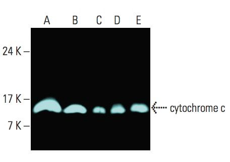 cytochrome c Antibody (A-8) | SCBT - Santa Cruz Biotechnology