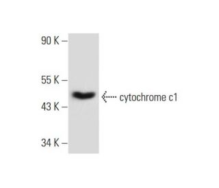 Anti-cytochrome c1 Antibody (A-5) | SCBT - Santa Cruz Biotechnology