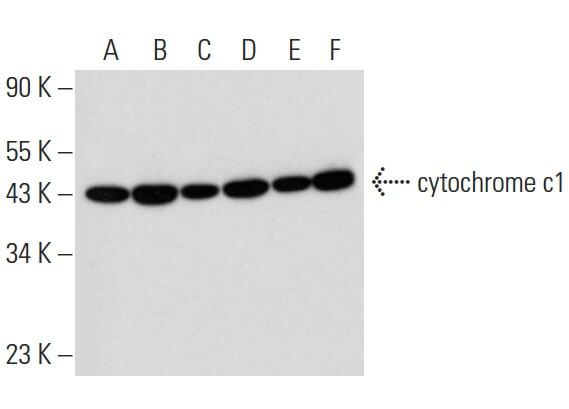 cytochrome c1 Antibody (A-5) | SCBT - Santa Cruz Biotechnology