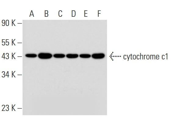 cytochrome c1抗体 (D-10) | SCBT - Santa Cruz Biotechnology