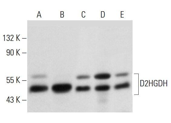 D2HGDH Antibody (E-6) | SCBT - Santa Cruz Biotechnology