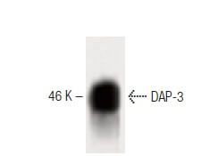 DAP-3 Antibody (10) | SCBT - Santa Cruz Biotechnology