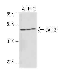 DAP-3 Antibody (4H75) | SCBT - Santa Cruz Biotechnology
