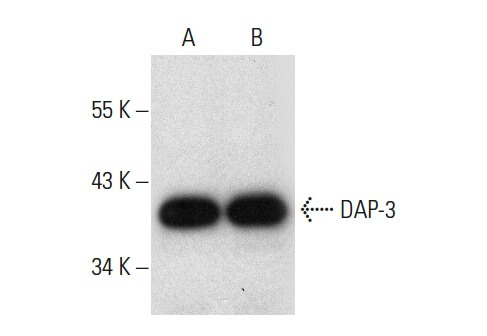 DAP-3 Antibody (E-4) | SCBT - Santa Cruz Biotechnology
