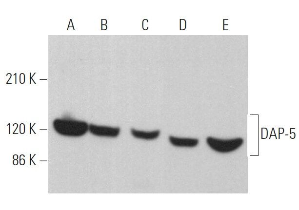 DAP-5 Antibody (F-2) | SCBT - Santa Cruz Biotechnology