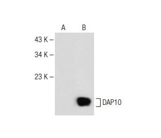 DAP10 Antibody (C-1) - Western Blotting - Image 147843