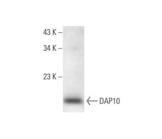 DAP10抗体 (H-2) | SCBT - Santa Cruz Biotechnology