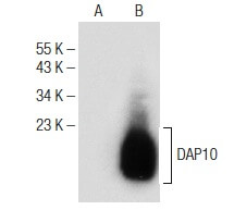 Anti-DAP10 Antibody (H-3) | SCBT - Santa Cruz Biotechnology