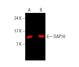 DAP10 Antibody (H-3) - Western Blotting - Image 396331
