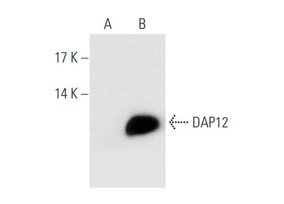 DAP12 Antibody (B-2) | SCBT - Santa Cruz Biotechnology