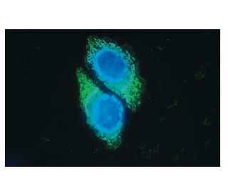 DAPI: sc-3598. Immunofluorescence staining of methanol-fixed HeLa cells ...