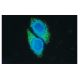 DAPI | CAS 28718-90-3 | SCBT - Santa Cruz Biotechnology