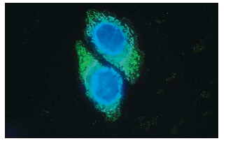 DAPI | CAS 28718-90-3 | SCBT - Santa Cruz Biotechnology