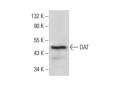 DAT/Dopamine Transporter/SLC6A3 Antibody (hDAT-LOOP) | SCBT - Santa ...