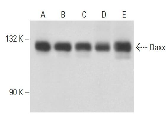 Daxx抗体 (DAXX-01) | SCBT - Santa Cruz Biotechnology