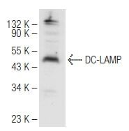 SCBT - Santa Cruz Biotechnology