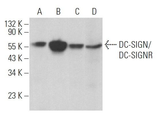 DC-SIGN/DC-SIGNR Antibody (19F7) | SCBT - Santa Cruz Biotechnology