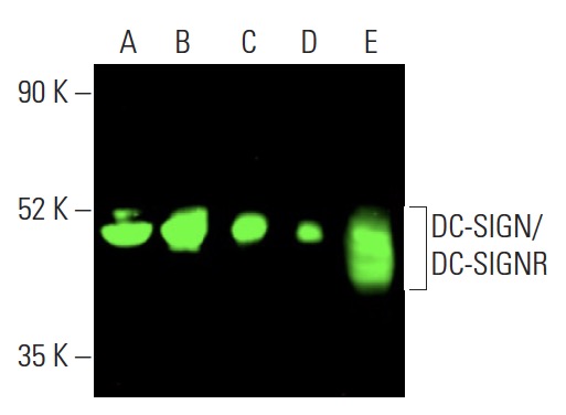 Anti-DC-SIGN/DC-SIGNR Antibody (B-2) | SCBT - Santa Cruz Biotechnology