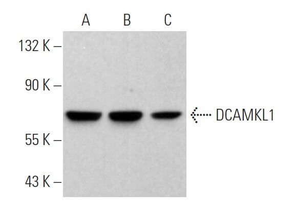 DCAMKL1抗体 (D-3) | SCBT - Santa Cruz Biotechnology