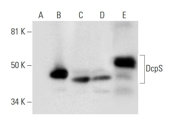 Anti-DcpS Antibody (A-12) | SCBT - Santa Cruz Biotechnology
