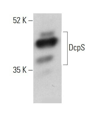 Anti-DcpS Antibody (A-12) | SCBT - Santa Cruz Biotechnology