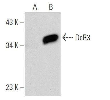 DcR3 Antibody (4H77) | SCBT - Santa Cruz Biotechnology