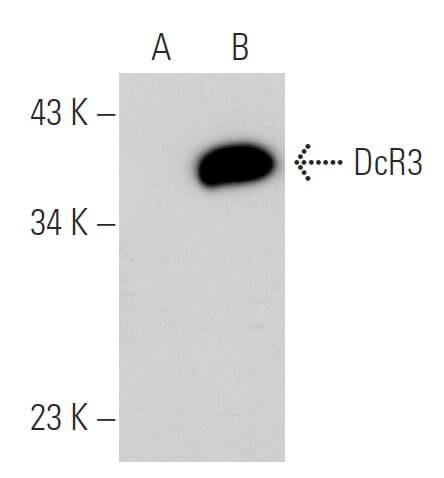 DcR3 Antibody (6D349) | SCBT - Santa Cruz Biotechnology