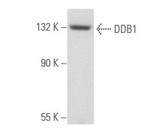DDB1 Antibody (B-1) | SCBT - Santa Cruz Biotechnology