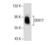 DDX17 Antibody (F-4) | SCBT - Santa Cruz Biotechnology