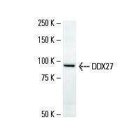 DDX27 Antibody (2251C2a) | SCBT - Santa Cruz Biotechnology