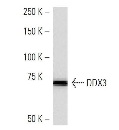 Anti-DDX3 Antibody (2253C5a) | SCBT - Santa Cruz Biotechnology