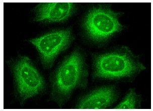 Anti-DDX3 Antibody (C-4) | SCBT - Santa Cruz Biotechnology