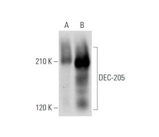DEC-205 Antibody (F-4) - Western Blotting - Image 333719
