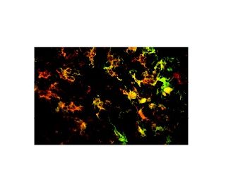 DEC-205 Antibody (MG38) | SCBT - Santa Cruz Biotechnology