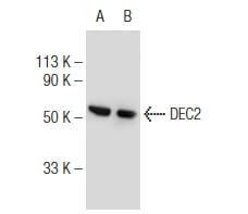 DEC2 Antibody (E-4) | SCBT - Santa Cruz Biotechnology