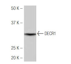 DECR1 Antibody (30-P) | SCBT - Santa Cruz Biotechnology